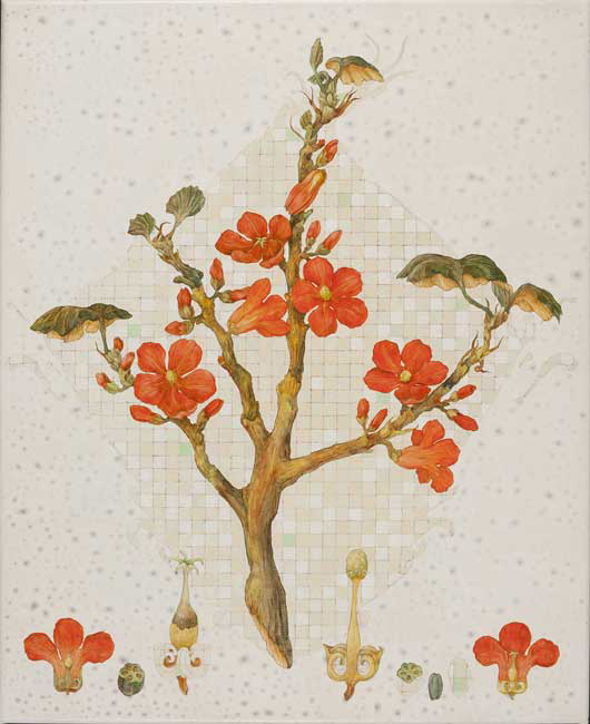 Voyagers’ tales: Ferdinand Bauer | Beaver Galleries