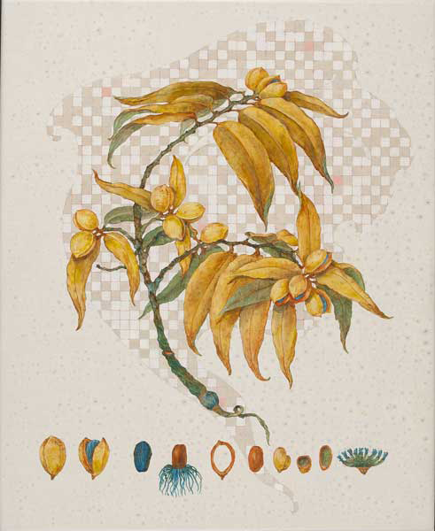 Voyagers’ tales: Ferdinand Bauer | Beaver Galleries